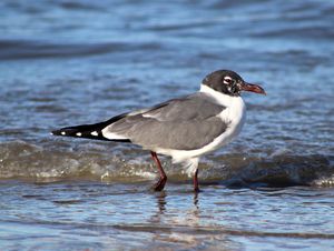 Plip Plop - azahazza - Photography, Animals, Birds, & Fish, Birds ...