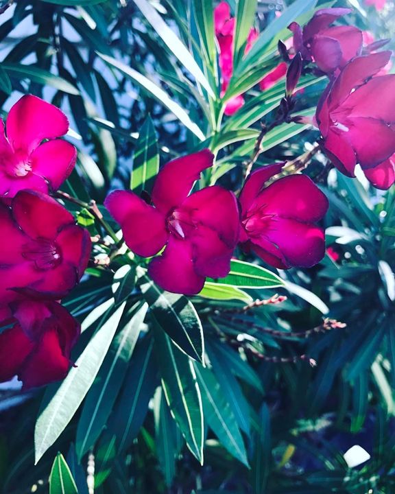 Rose blush - Luciana sposaro - Photography, Flowers, Plants, & Trees ...