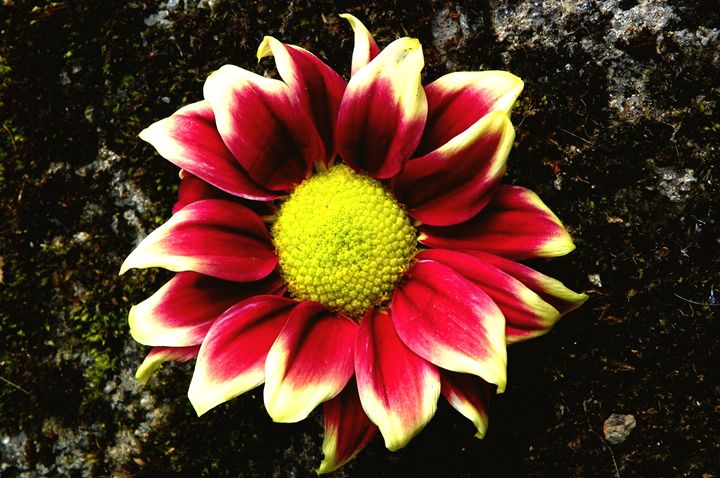 Helen Standing - Photography