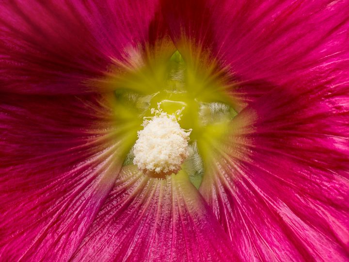 Buy Hollyhocks, Flowers A-H, Flowers, Flowers, Plants, & Trees ...