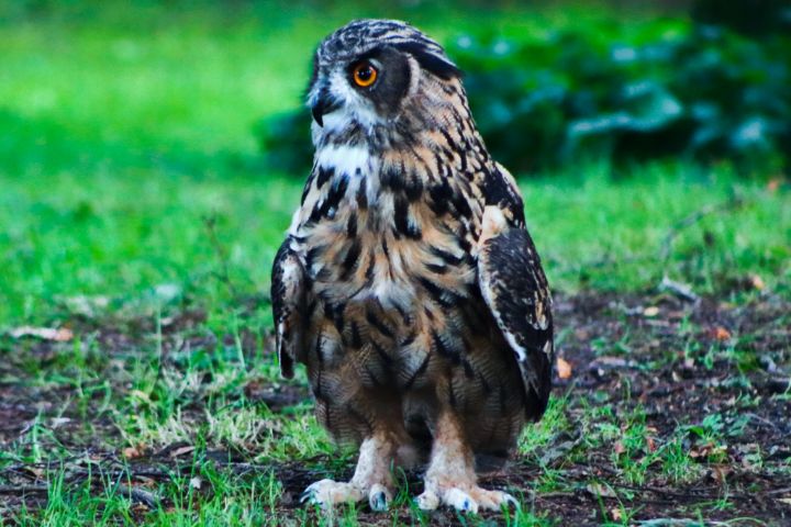 Standing Owl - Steve Horsfall - Photography, Animals, Birds, & Fish ...
