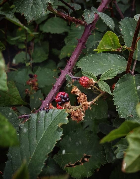 Autumn Berries - Junika - Photography, Flowers, Plants, & Trees, Plants ...