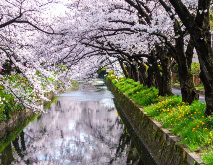 Cherry Blossom by the River - Landscapes and Landmarks - Paintings ...
