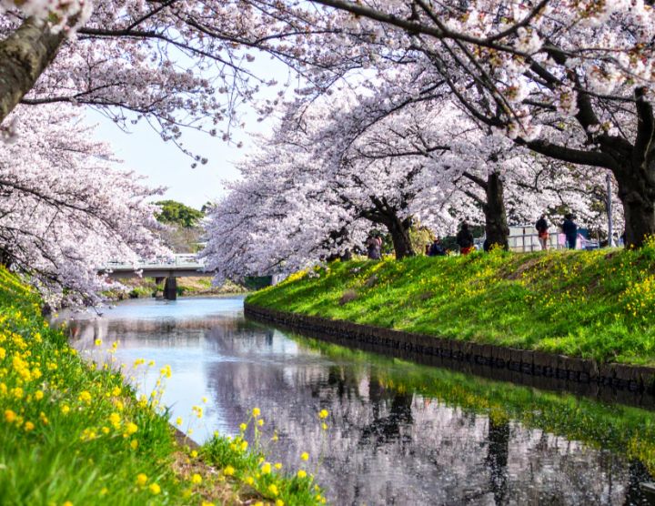 Cherry Blossom by the River - Landscapes and Landmarks - Paintings ...