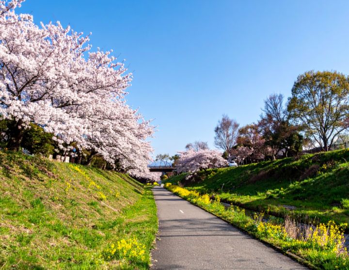Path of Cherry Blossom - Landscapes and Landmarks - Paintings & Prints ...