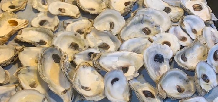 Oyster shells after cleaning - Julie Troy - Photography, Landscapes ...