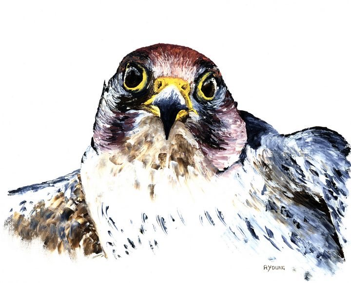 The Hunter - Peregrine Falcon - R Young Art - Paintings & Prints ...