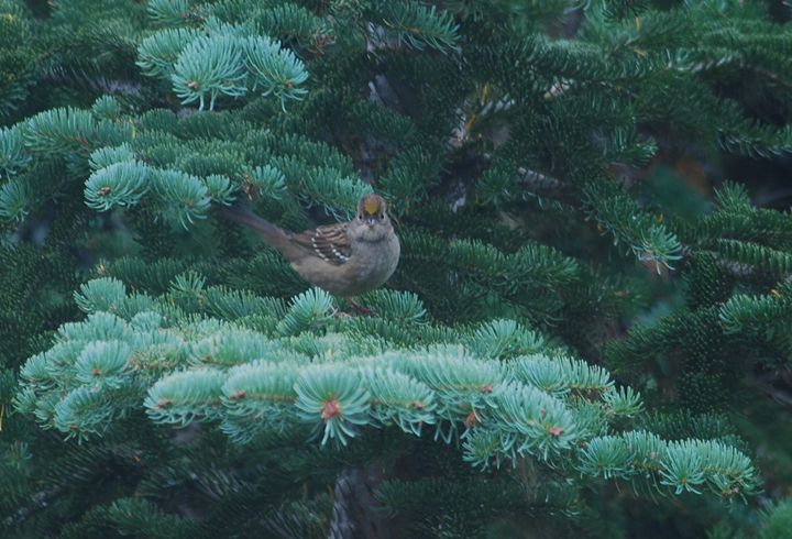 A Bird in the Tree - Wend Images Gallery - Photography, Animals, Birds ...