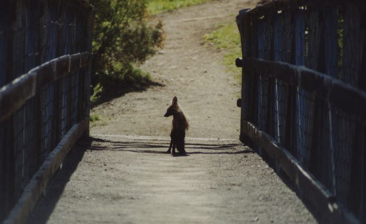 Fox on the Bridge - Wend Images Gallery - Photography, Animals, Birds ...