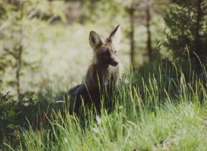 Fox in the Meadow - Wend Images Gallery - Photography, Animals, Birds ...