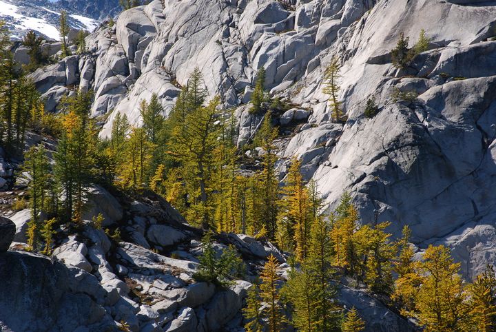Larch Trees in the Cascades - Wend Images Gallery - Photography ...