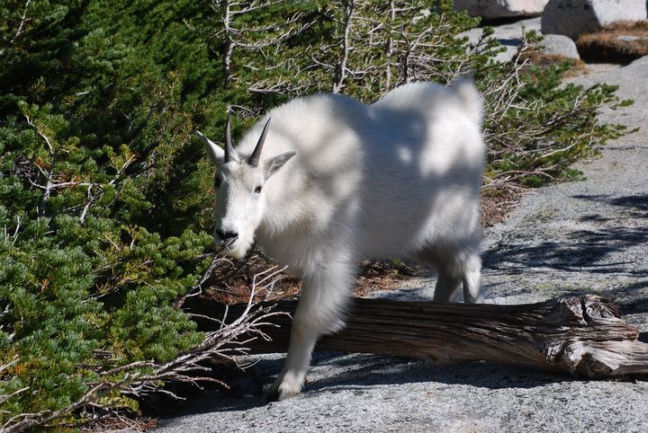Mountain Goat in the Stewart Range - Wend Images Gallery - Photography ...