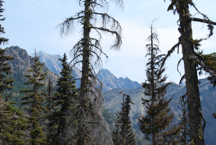 Weathered Trees and the Stuart Range - Wend Images Gallery ...