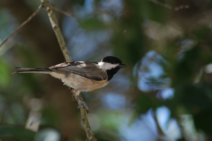 Texas Chickadee - Wend Images Gallery - Photography, Animals, Birds ...