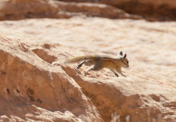 Squirrel in Flight - Wend Images Gallery - Photography, Animals, Birds ...
