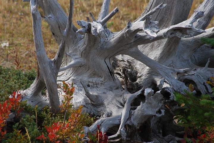 Bleached bones of an Old Tree - Wend Images Gallery - Photography ...