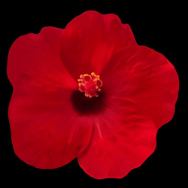 The Elegance of Hibiscus - SABA DESIGN - Drawings & Illustration ...