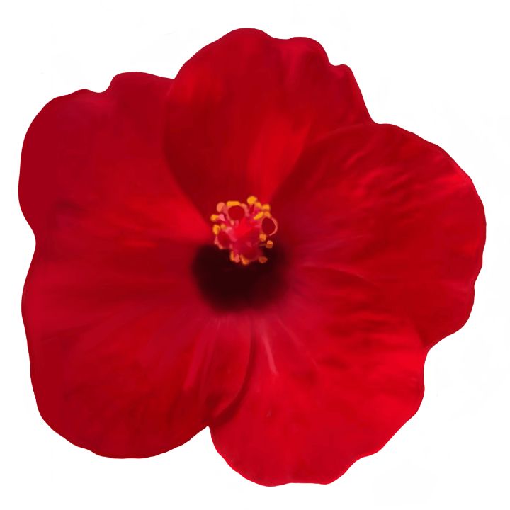 The Elegance of Hibiscus - SABA DESIGN - Drawings & Illustration ...