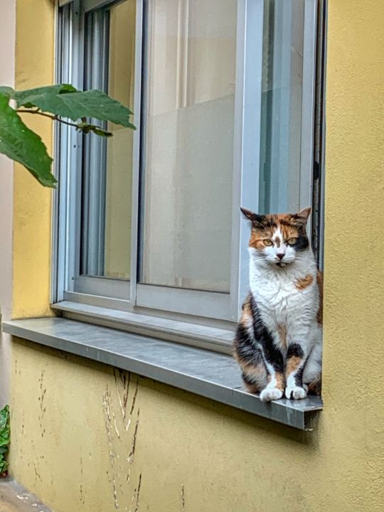 Cat On Windowsill - Photographic Artwork - Photography, Animals, Birds ...