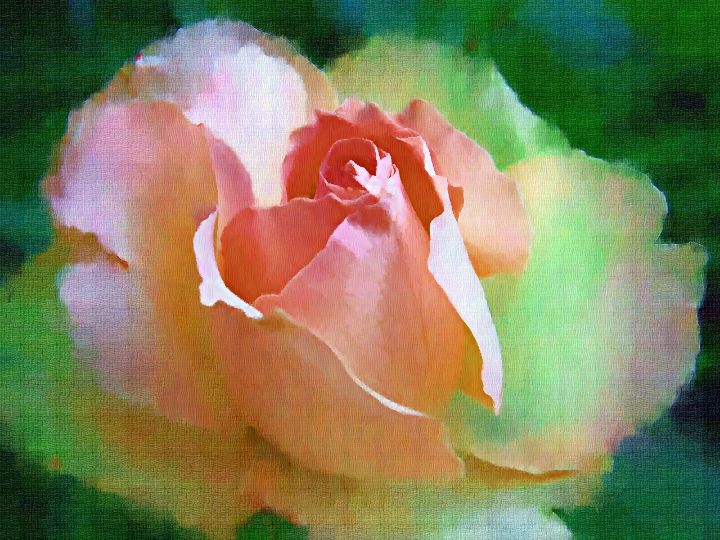 Pink Rose - Photographic Artwork - Photography, Flowers, Plants ...