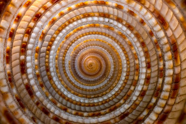 bullseye - Brodoc Photography - Photography, Abstract, Organic - ArtPal