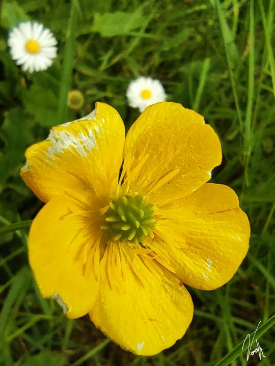 fleur de soleil - Noah - Photography, Flowers, Plants, & Trees, Flowers ...