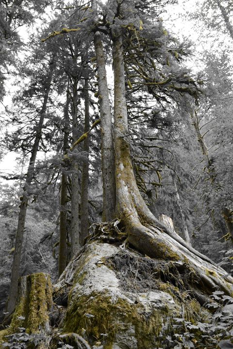 The Boulder Tree In Moss - Charlaina Swinney - Photography, Flowers ...
