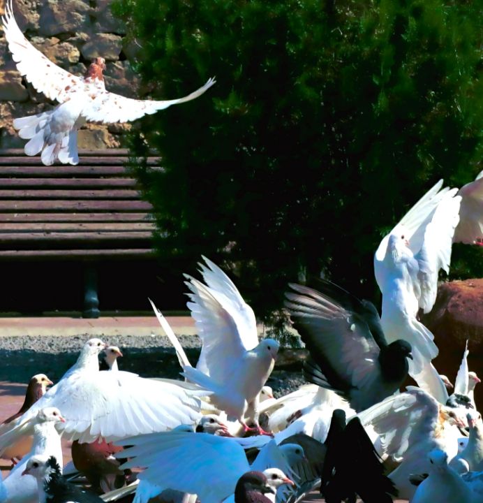 A flock of doves - Ifrost - Photography, Animals, Birds, & Fish, Birds ...