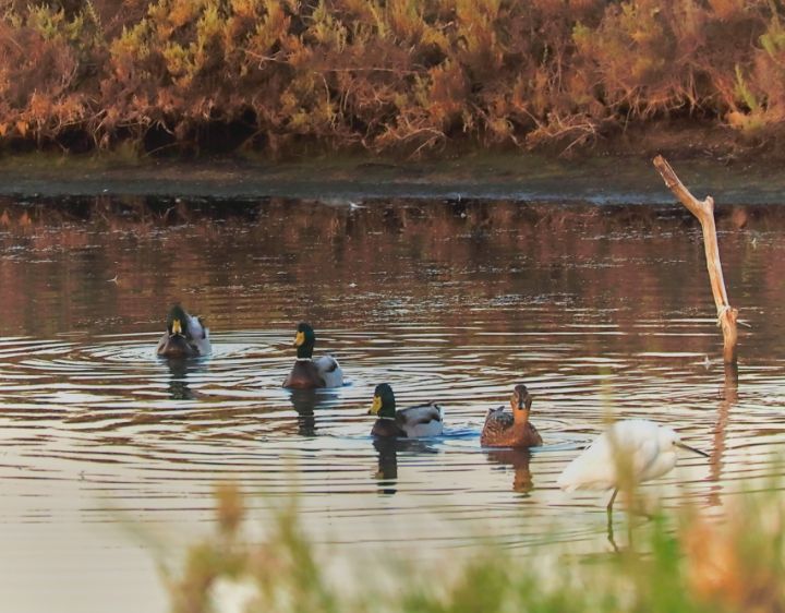 Ducks and a heron in the pond - Ifrost - Photography, Animals, Birds ...