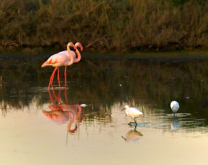 Flamingos and herons in a pond - Ifrost - Photography, Animals, Birds ...