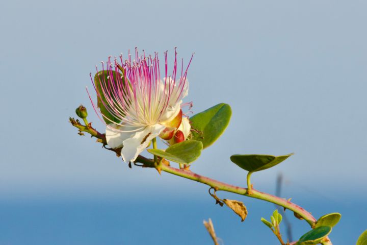 A flower of a caper bush - Ifrost - Photography, Flowers, Plants ...