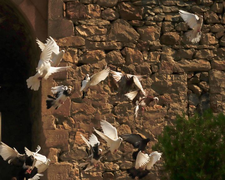 A flock of doves flying near wall - Ifrost - Photography, Animals ...