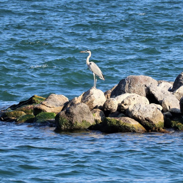 A grey heron on rocks - Ifrost - Photography, Animals, Birds, & Fish ...