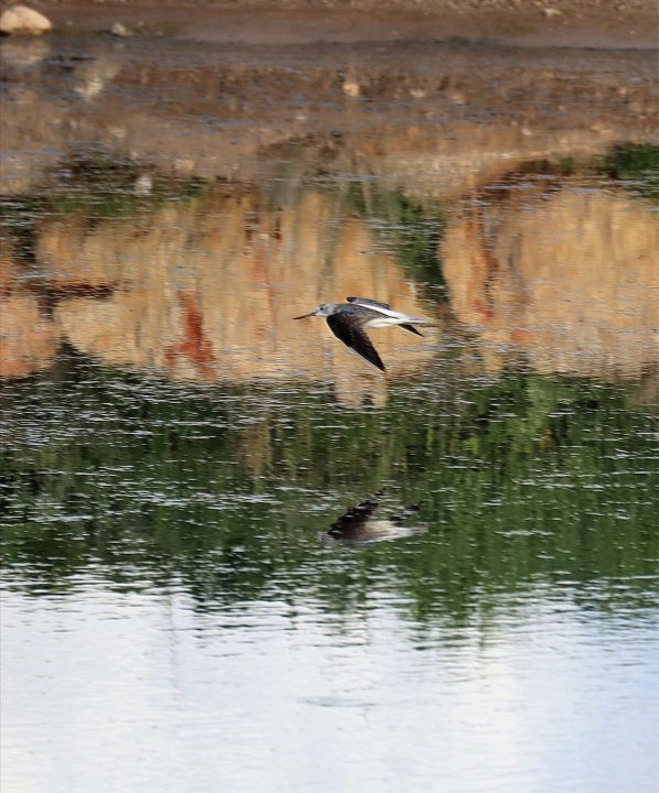 A bird flying over a pond - Ifrost - Photography, Landscapes & Nature ...
