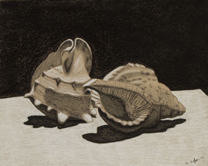 2 Shells - Tim Shrope Artist - Drawings & Illustration, Still Life ...