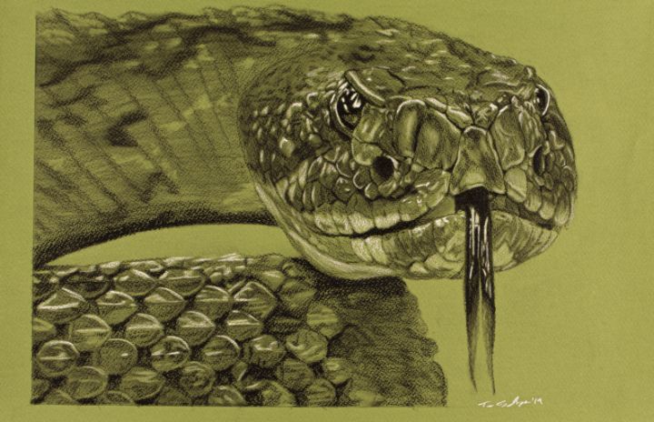 Rattler - Tim Shrope Artist - Drawings & Illustration, Animals, Birds ...