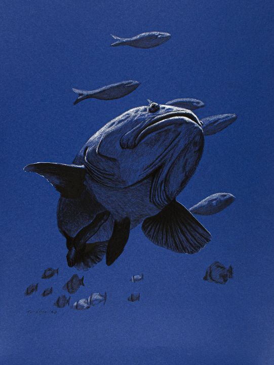 Goliath Grouper - Tim Shrope Artist - Drawings & Illustration, Animals ...