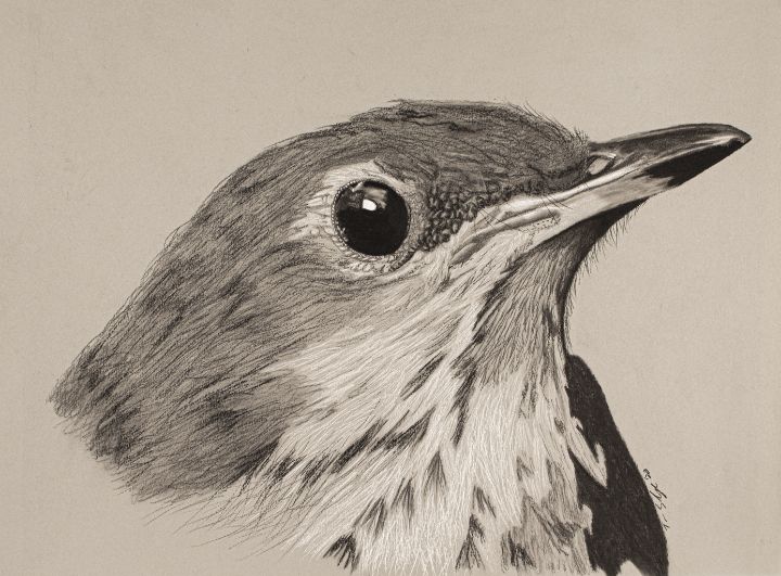 Bug Catcher - Tim Shrope Artist - Drawings & Illustration, Animals ...