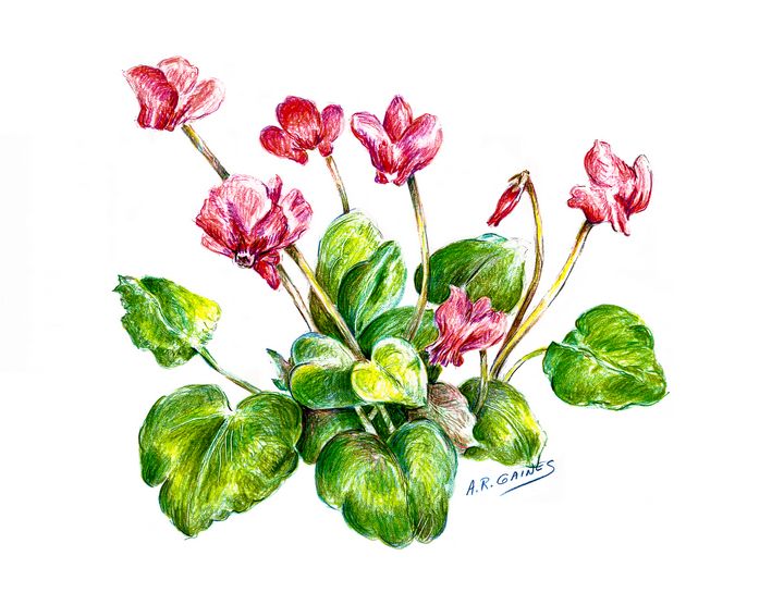 Buy Cyclamen, Flowers A-H, Flowers, Flowers, Plants, & Trees, Drawings ...
