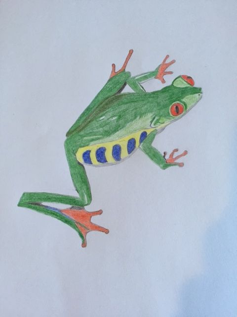 Red-Eyed Tree Frog - Heavenly Talents - Drawings & Illustration ...