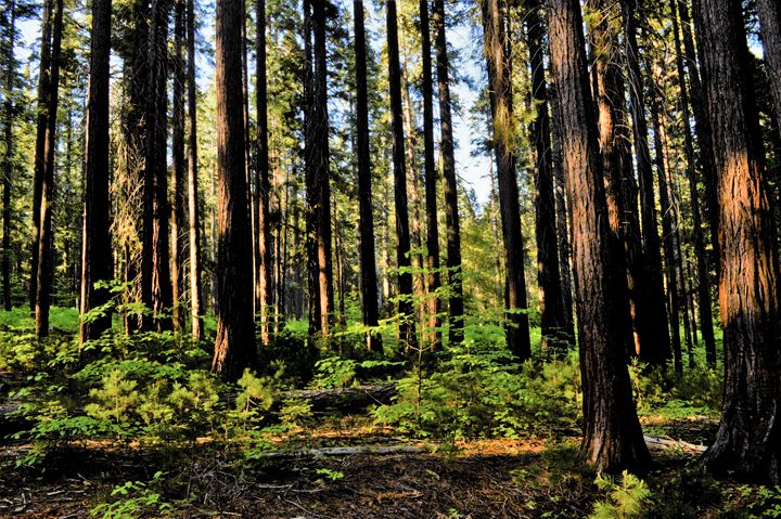 Shaded View - olivetree - Photography, Landscapes & Nature, Forests ...
