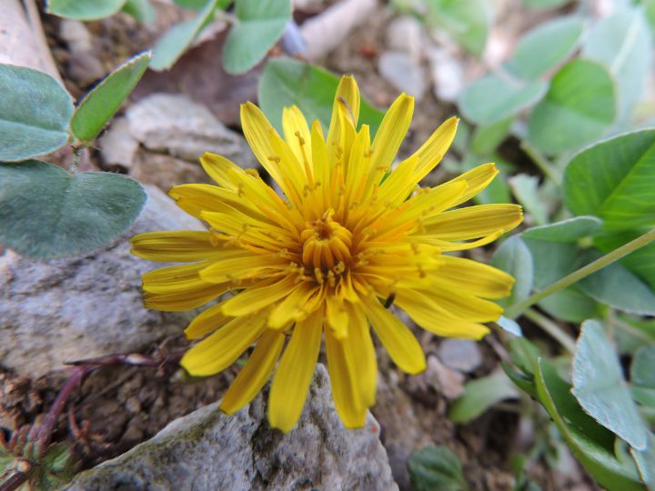 Dandelion in Nature - Nature Photography - Photography, Flowers, Plants ...