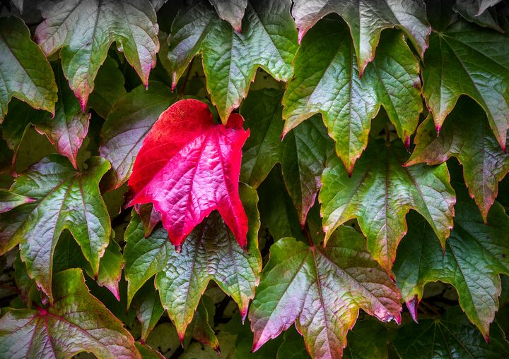Ivy Leaves in Autumn - Peter Jarvis - Photography, Flowers, Plants ...