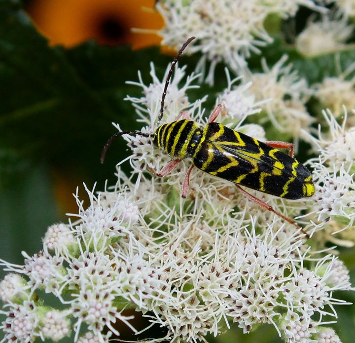 Yellow Bug - BTrerice - Photography, Animals, Birds, & Fish, Bugs ...