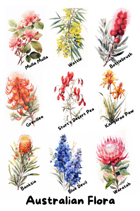 Australian Flora Collection - Bill Bailey - Digital Art & AI, Flowers ...