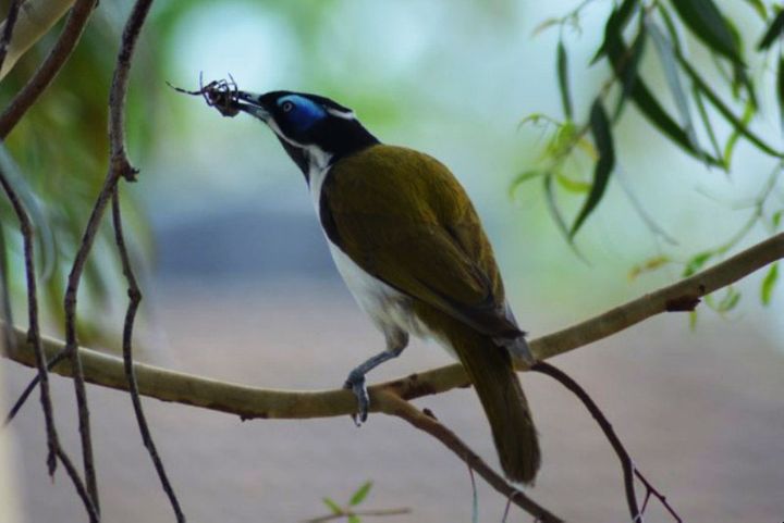 Bird Brekkie - KcPhotography - Photography, Animals, Birds, & Fish ...