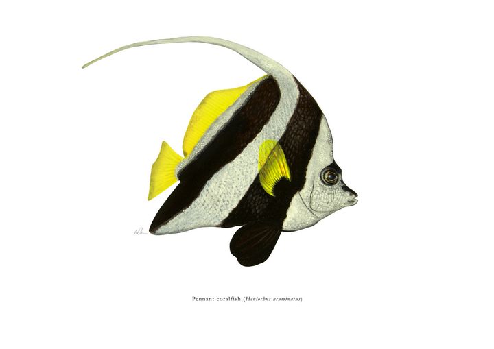 Pennant coralfish - Mike Backman - Paintings & Prints, Animals, Birds ...