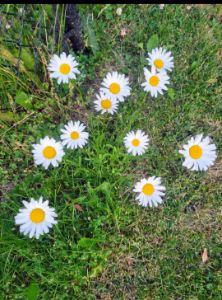 Ha-zy & Mr.Gee - Paintings & Prints, Photography