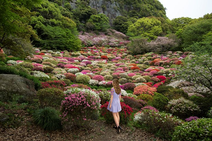Azalea - Natalia Lewandowska Photography - Photography, Landscapes ...