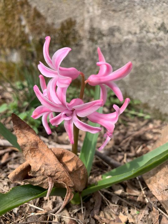 Flower unknown - Phoenix Photos - Photography, Flowers, Plants, & Trees ...